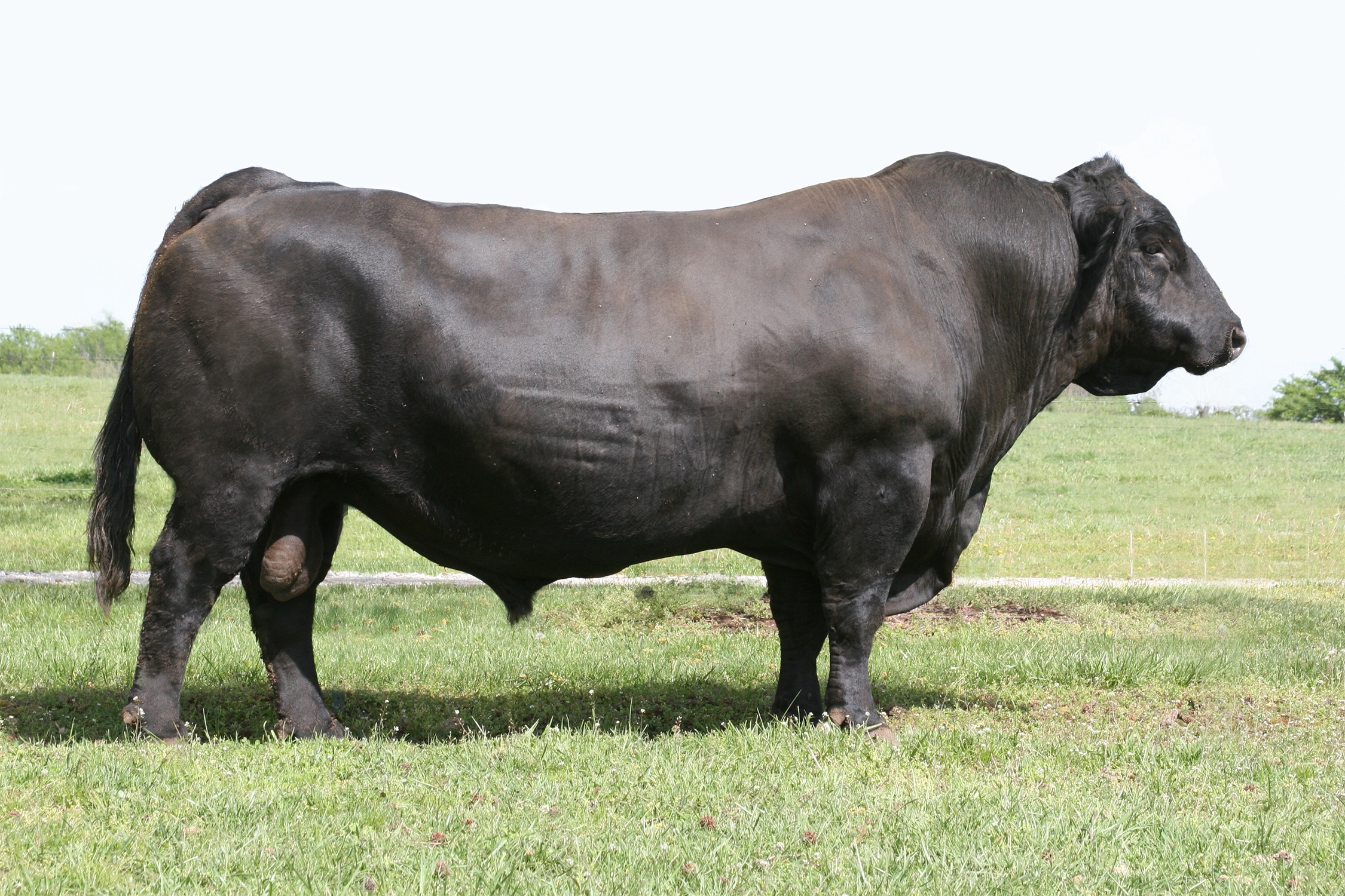 BABR Branded Man 3400A - Cattlemen's Connection