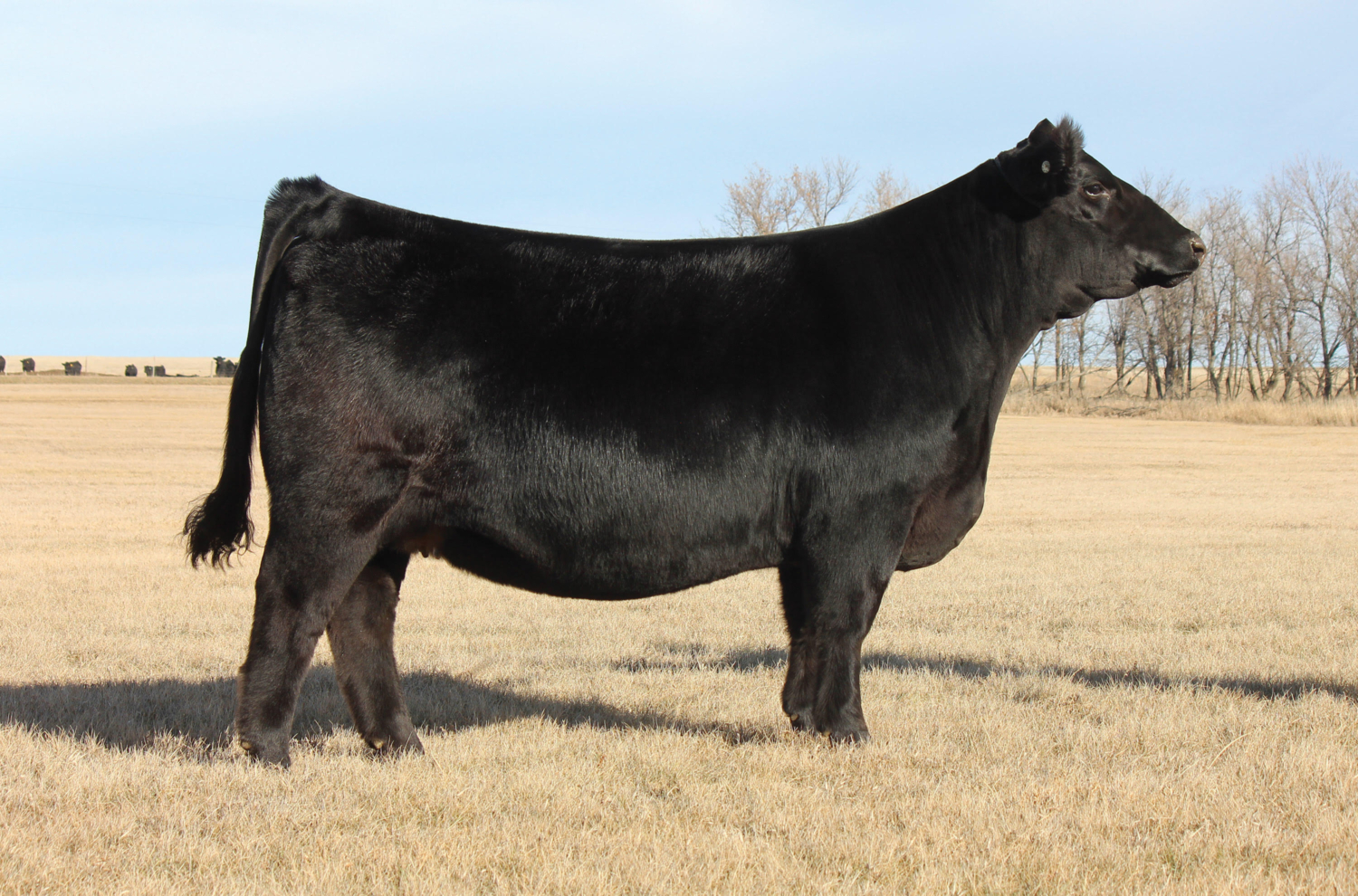EGL Lifeline B101 - Cattlemen's Connection