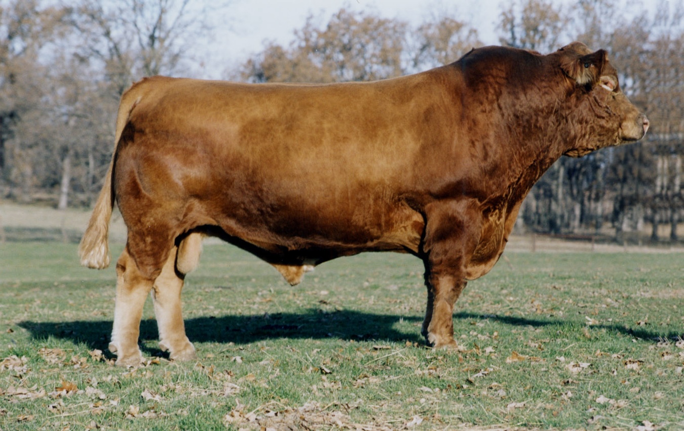 JRI New Trend 217D5 - Cattlemen's Connection