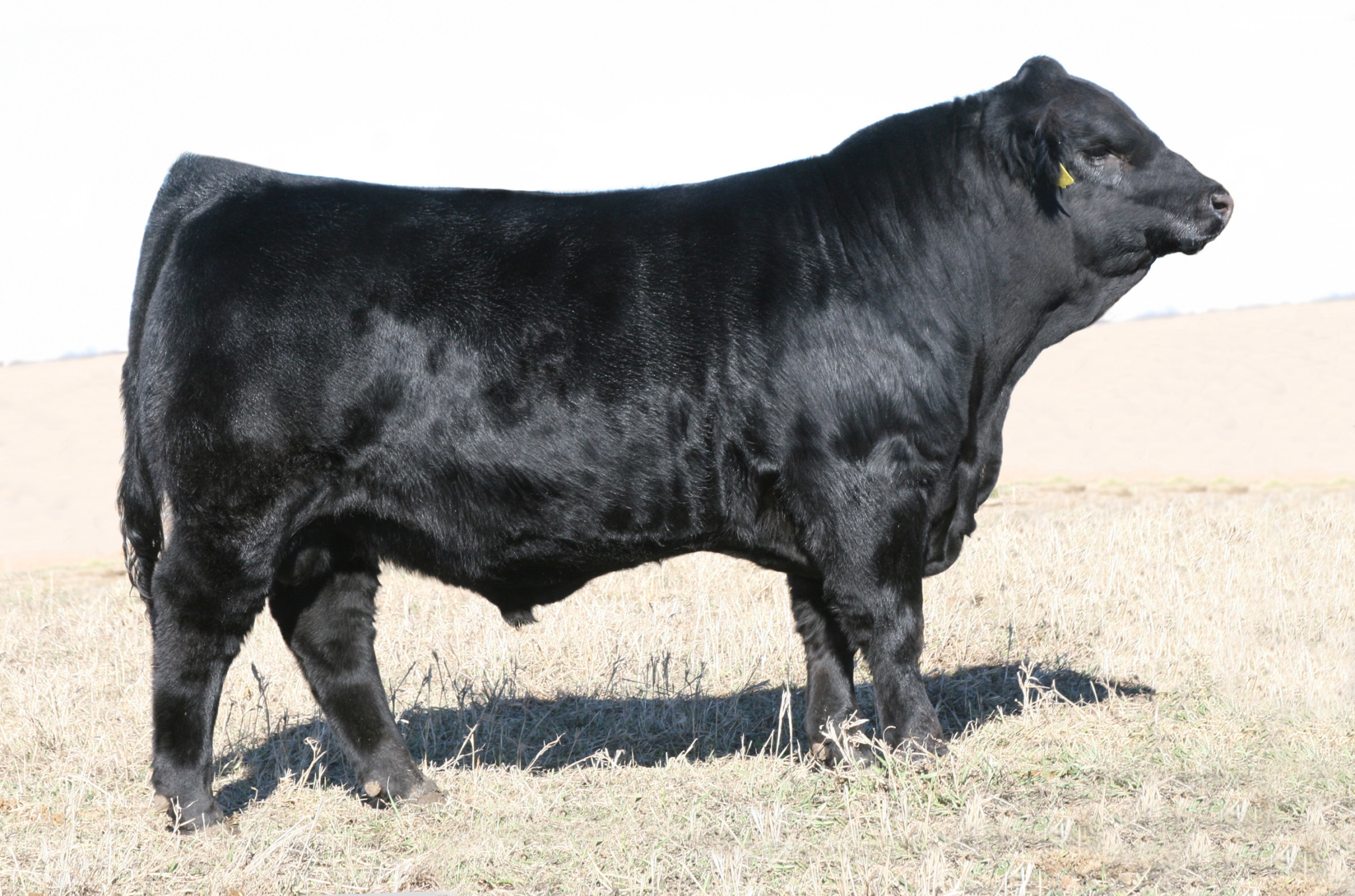 JRI Lethal Weapon 254B83 - Cattlemen's Connection