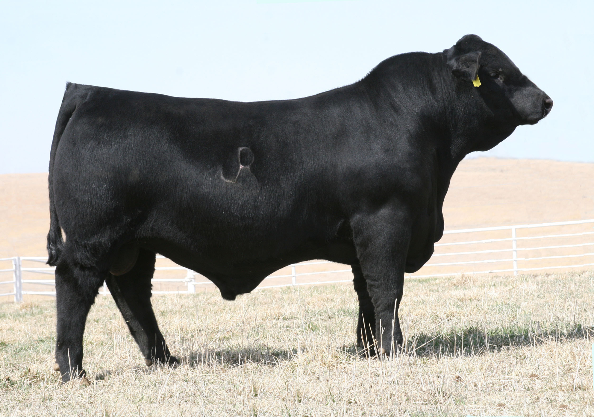 JRI Transformer 254E44 - Cattlemen's Connection