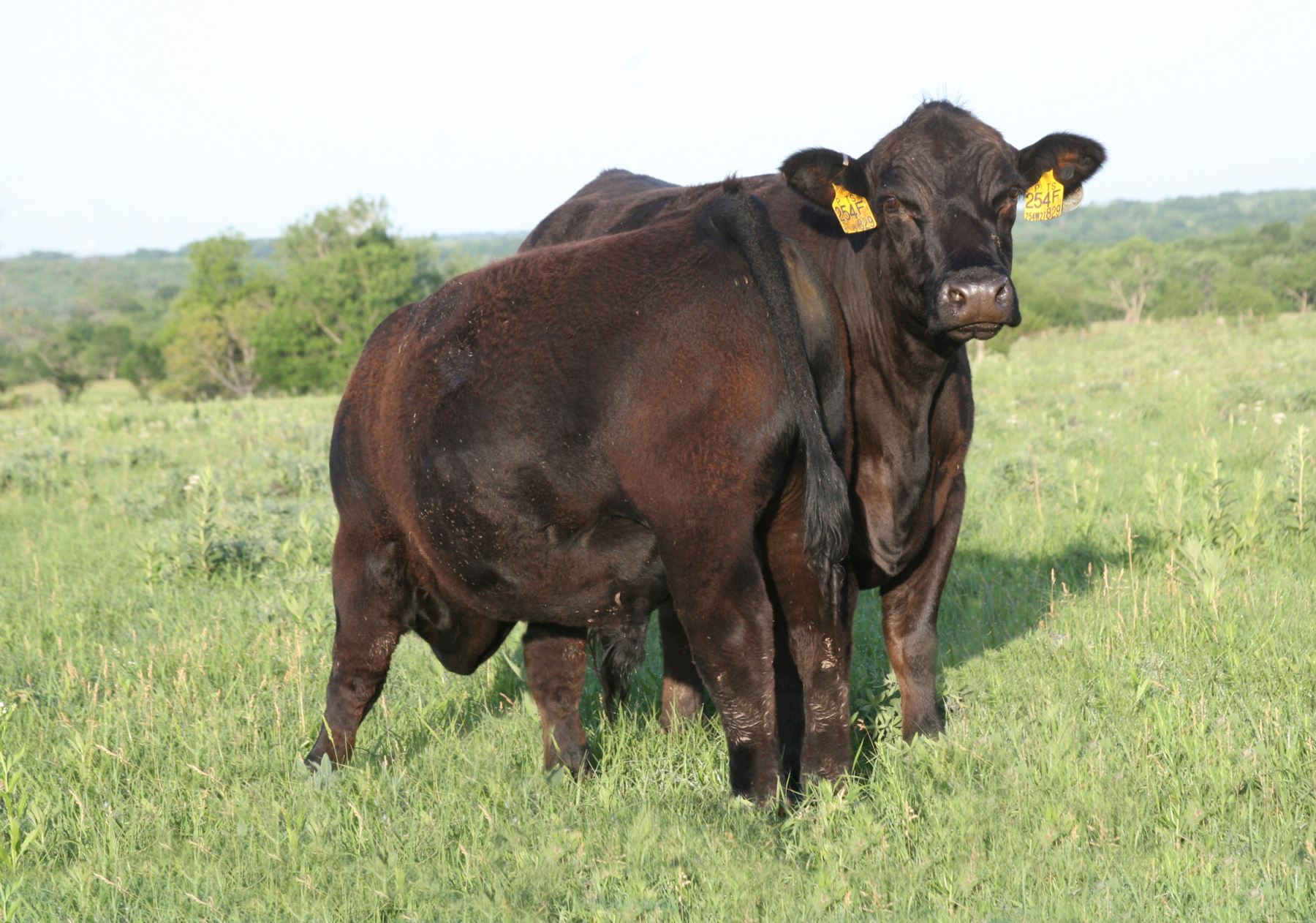JRI Rock N Roll 254M327 - Cattlemen's Connection