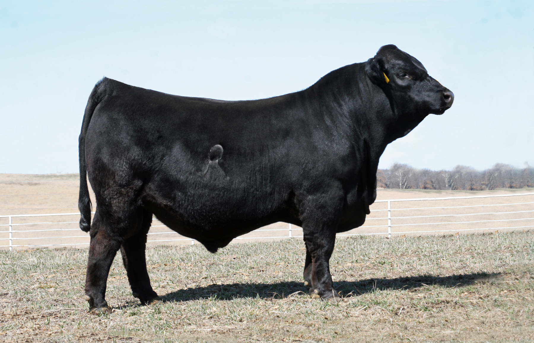 JRI Rock N Roll 254M327 - Cattlemen's Connection